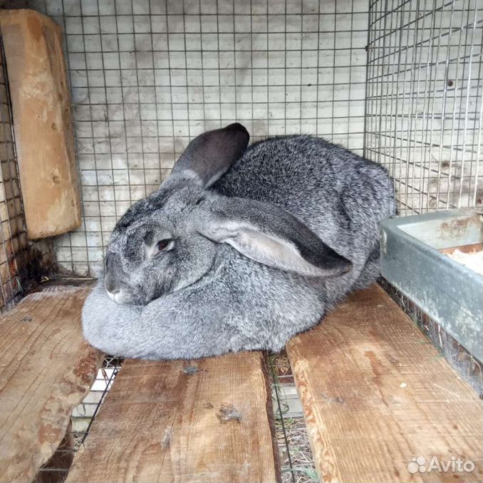 Кролик самка