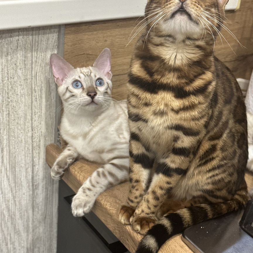 Бенгальская, взрослая кошка