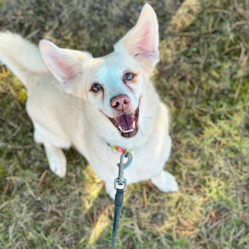 Подарите Алтаю дом и любовь