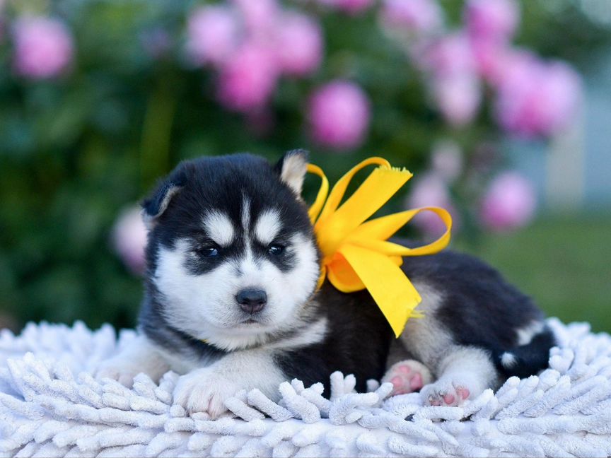 Щенки хаски