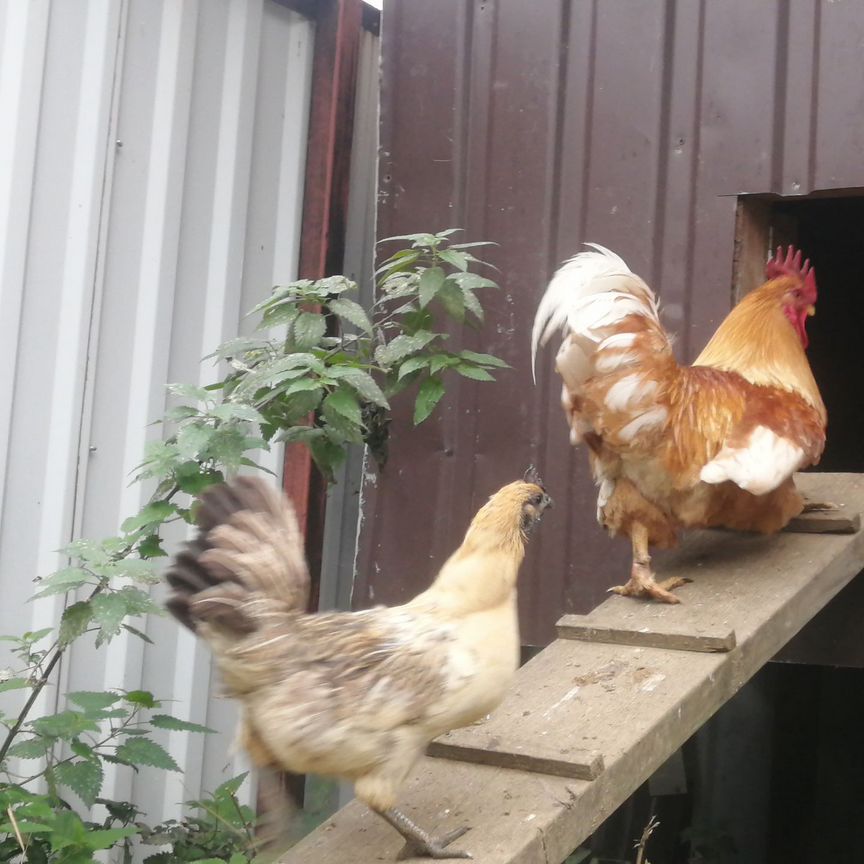 Куры лакедензи и петух