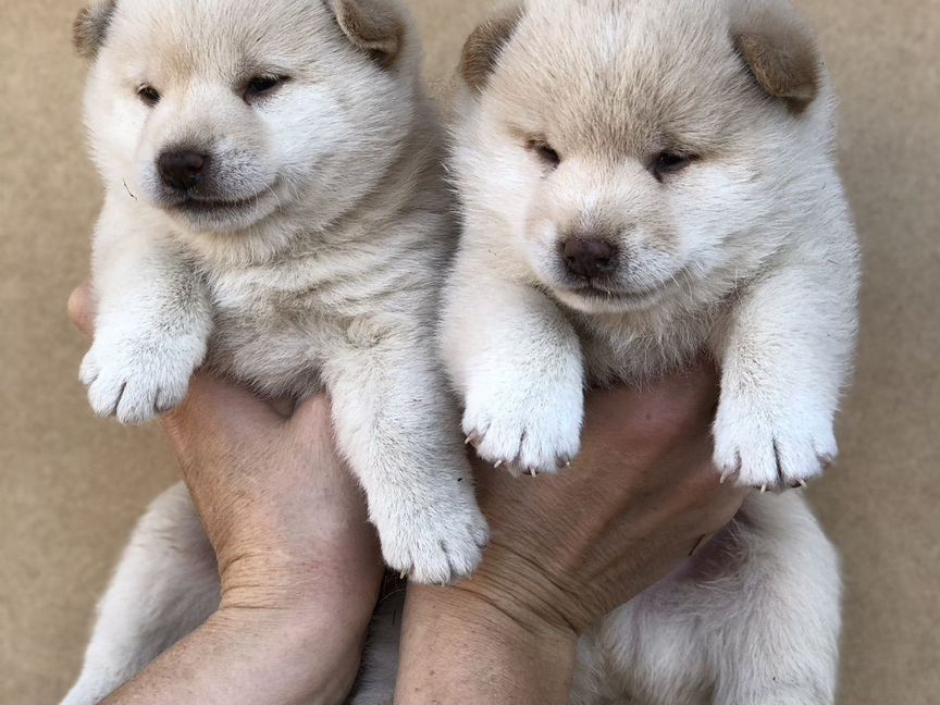 Шиба сиба ину белые