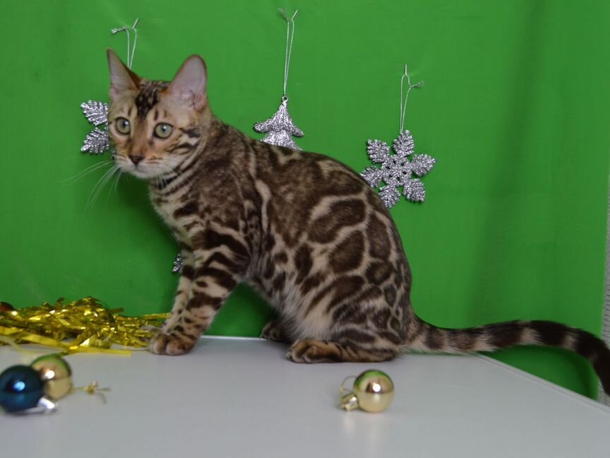 Бенгальская