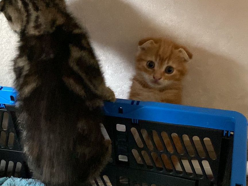 Шотландская вислоухая кошка
