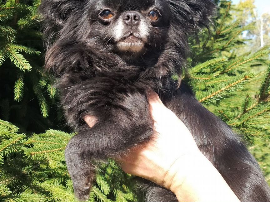 Чихуахуа бесплатно