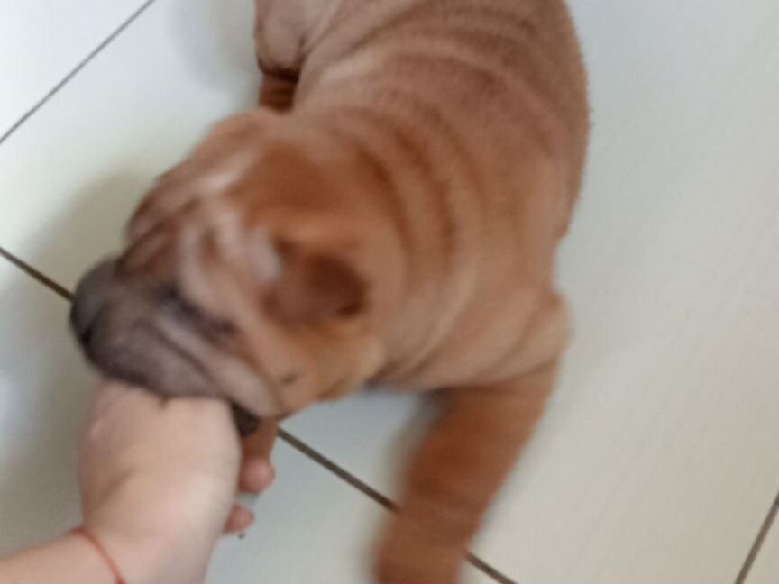 Шарпей чистокровный