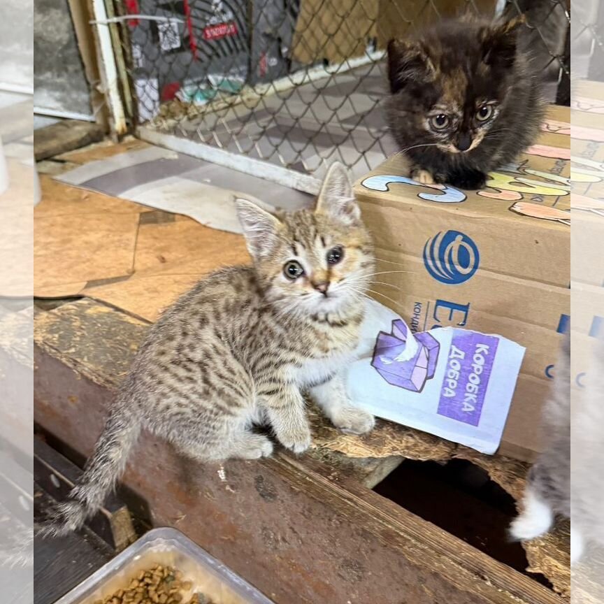 Котёнок в добрые руки