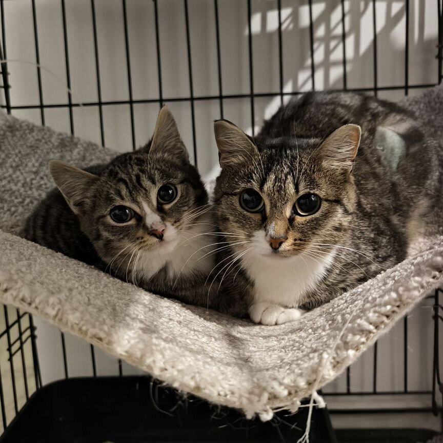 Кошка и котенок