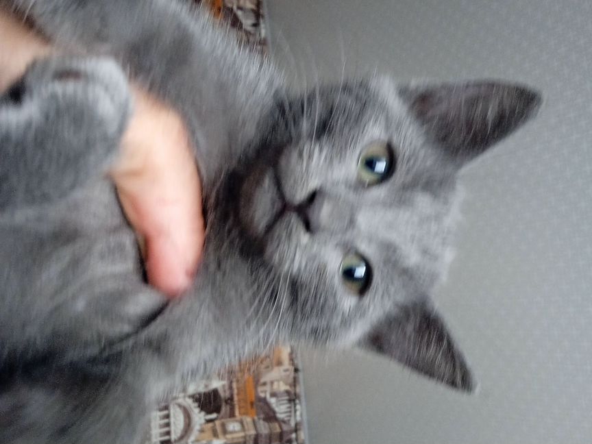 Полубританец котенок