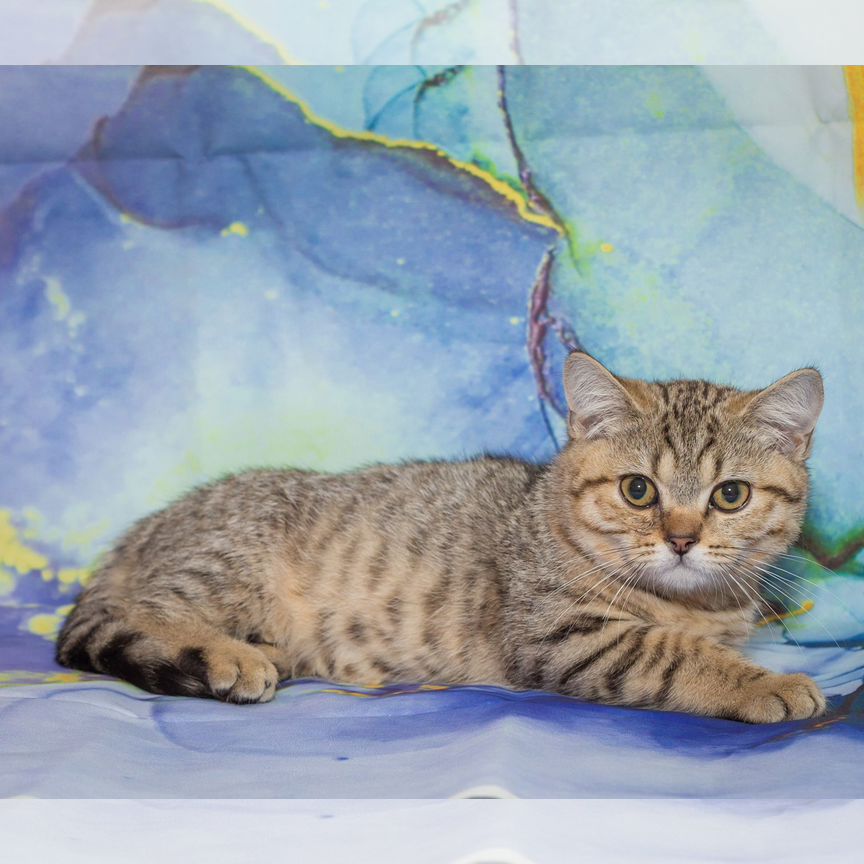 Британские котята золотая шиншилла