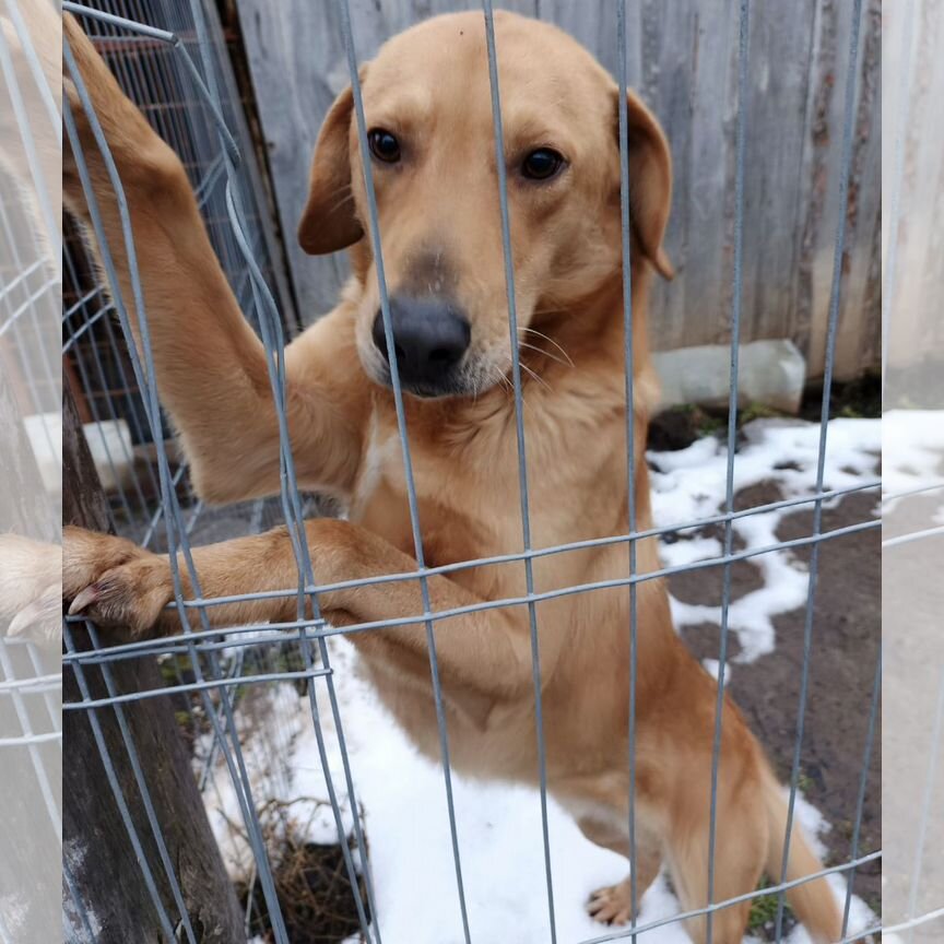 Русская гончая