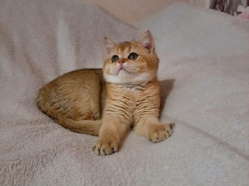 Золотые котята