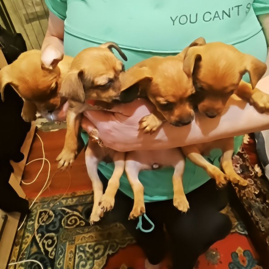 Русский той-терьер, щенок