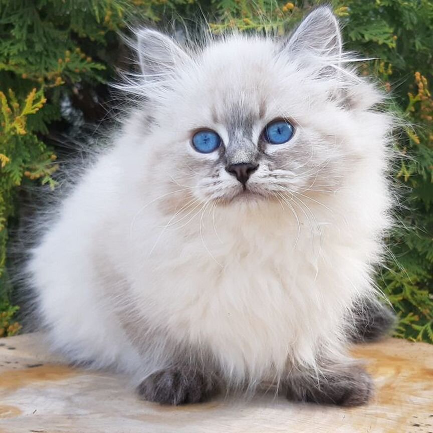 Шикарные котята