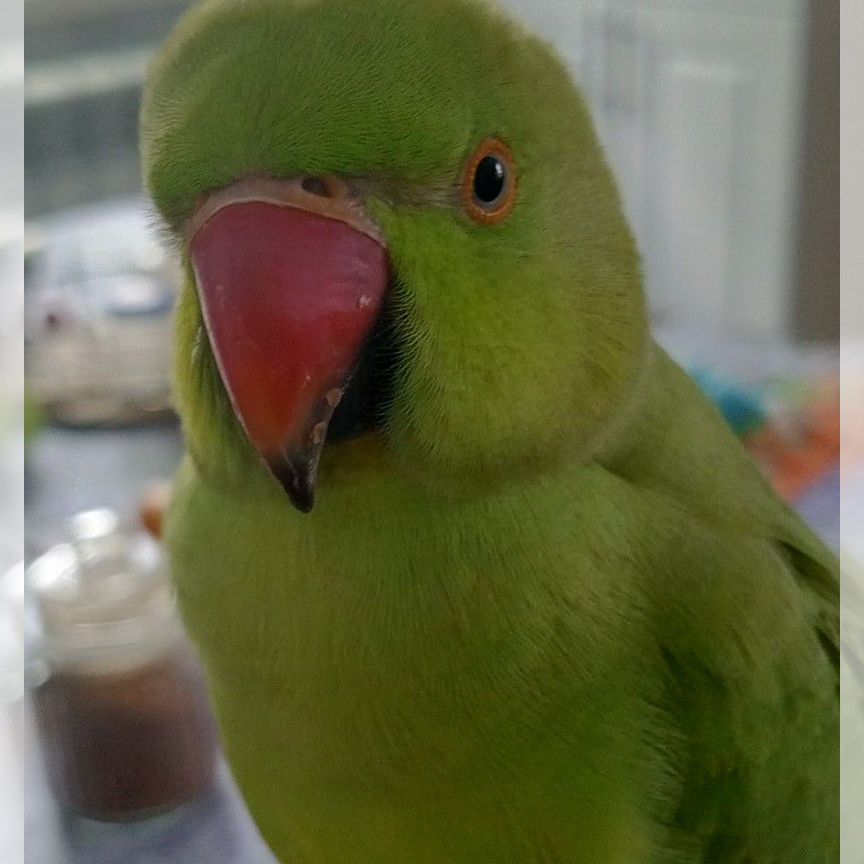 Ожереловый попугай