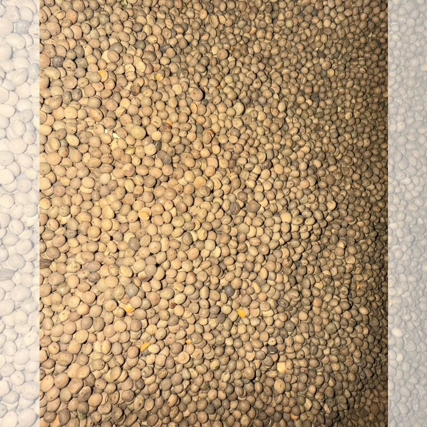 Семена фацелии, вики, люцерны