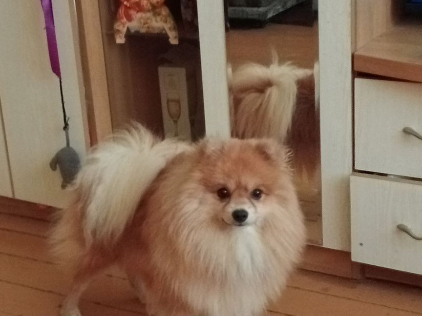 Померанский шпиц