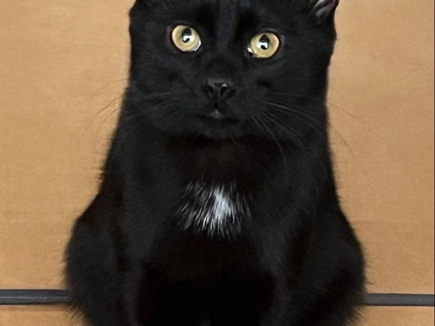 Котенок Марсель готов ехать домой) и поскорее)