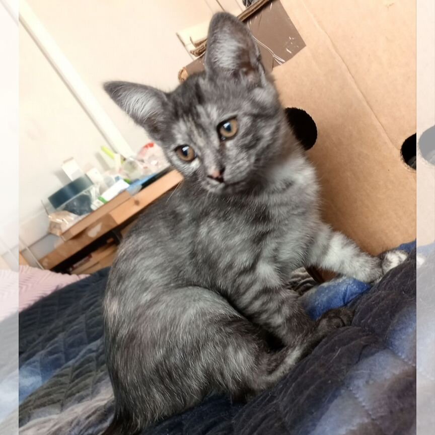 Европейский короткошёрстный котёнок