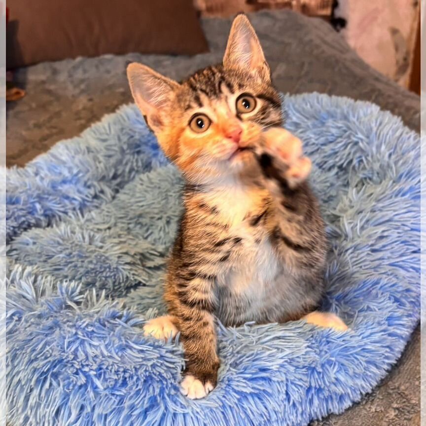 Котёнок в добрые руки