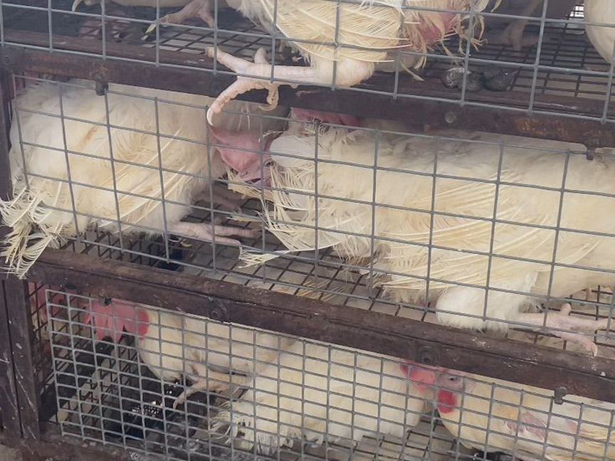 Старка несушка