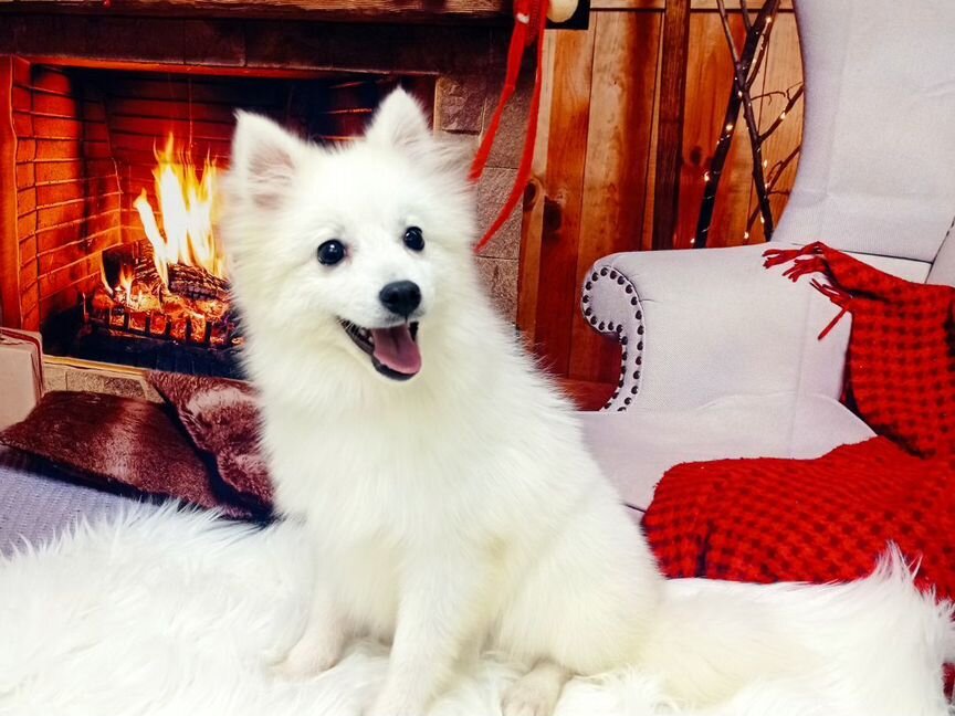 Красавчик Яш