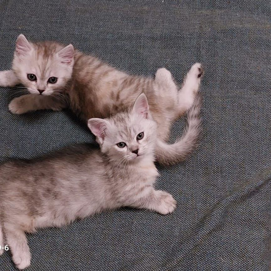 Котята Манчкин конкалоу