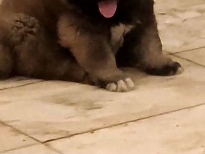 Кавказская овчарка продажа щенков