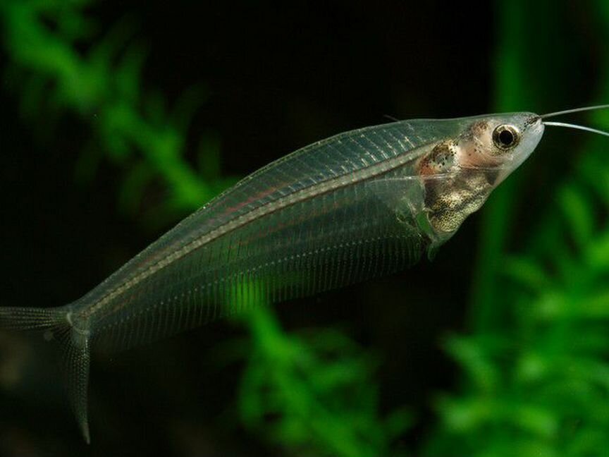 Аквариумные рыбки