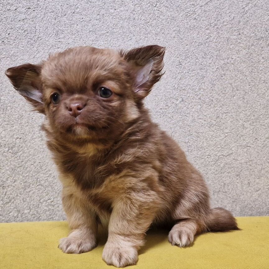 Чихуахуа мальчик