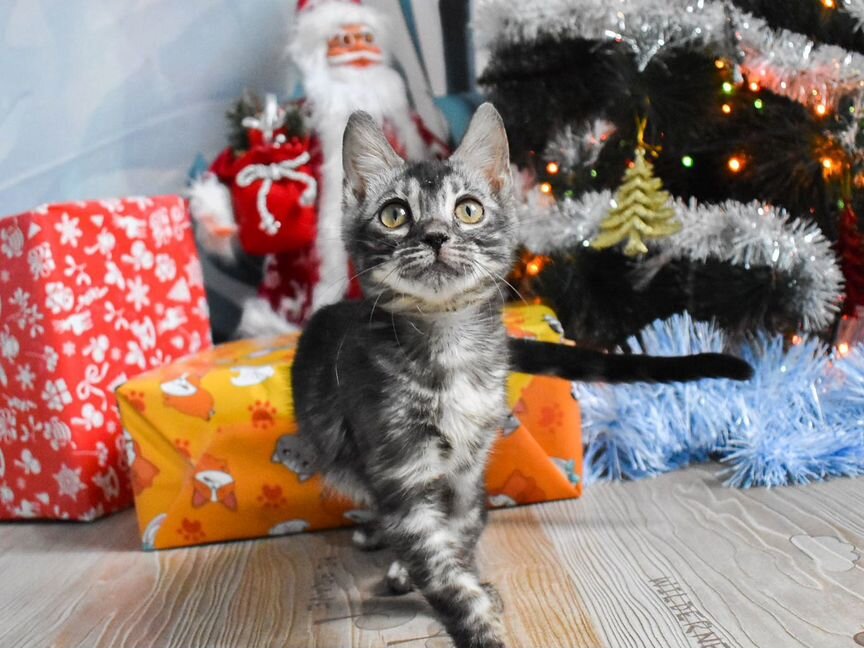 Котята серебро бенгальчики под елочку