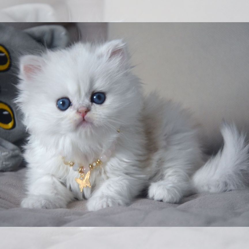 Шотландский прямоухий длинношёрстный котёнок