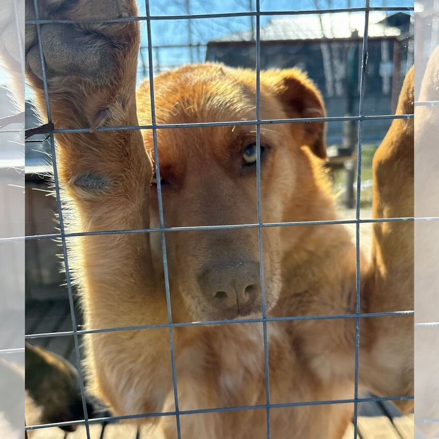 Взрослый пёс в добрые руки