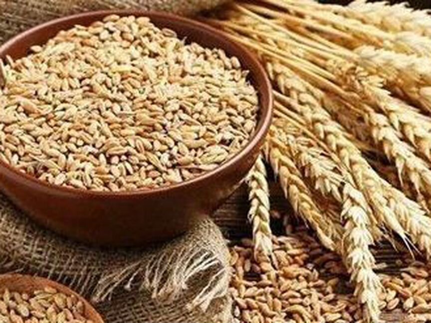 Пшеница