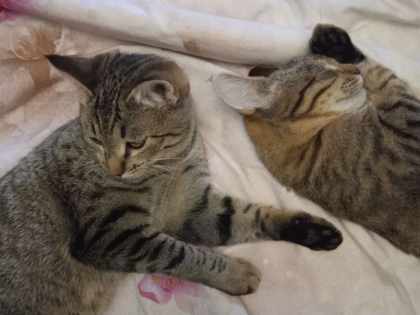 Котятам нужен дом
