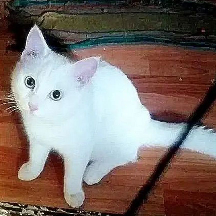 Взрослая, кошка в добрые руки