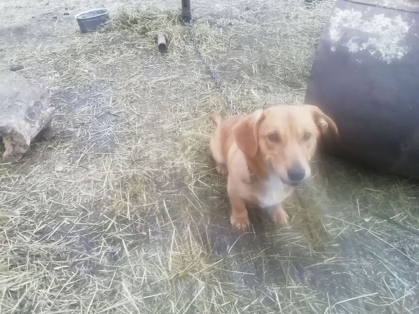 Собака в добрые руки. Подойдёт для охоты