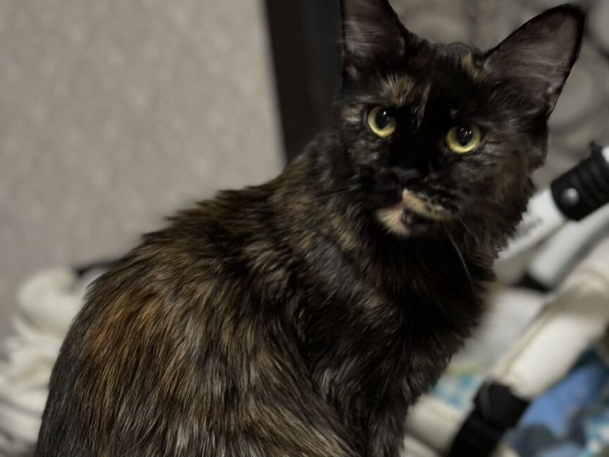 Мейн-кун вязка ищем кота