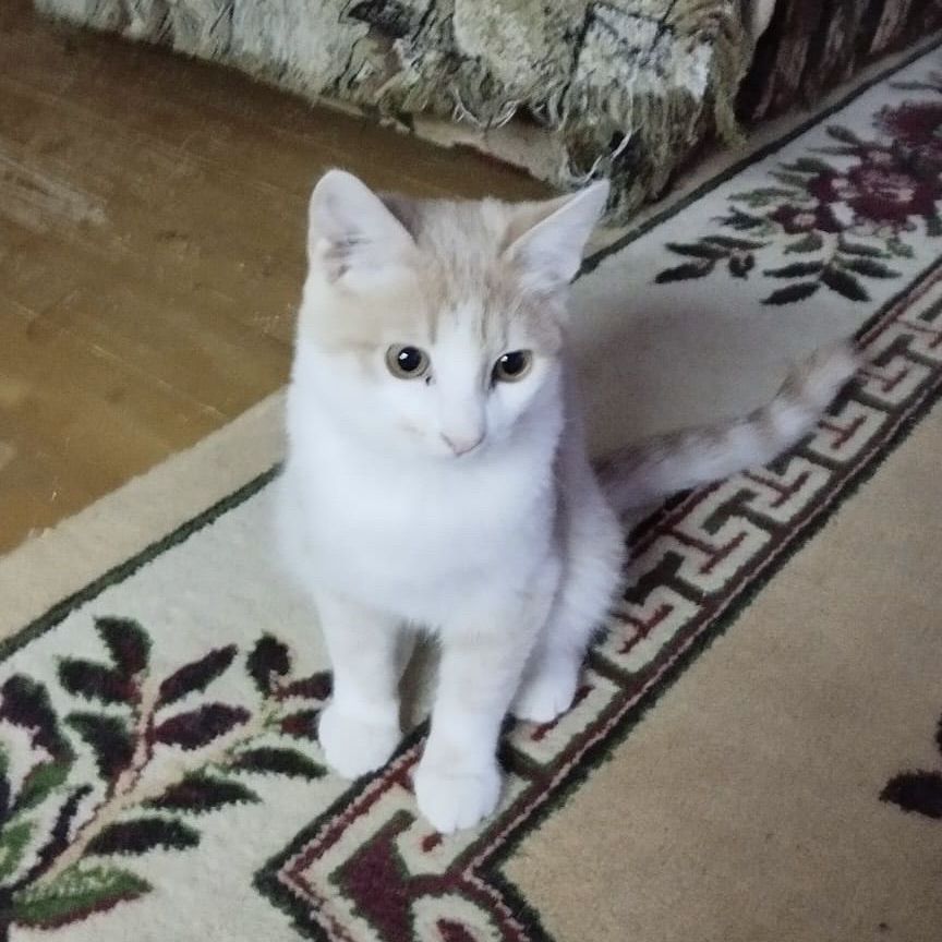 Котёнок в добрые руки
