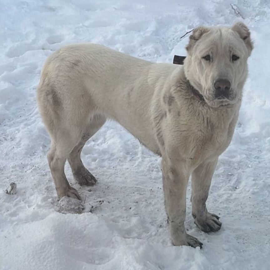 Среднеазиатская овчарка, щенок