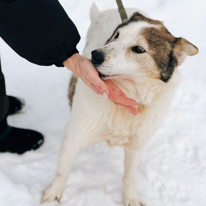 Собака в добрые руки Рэй
