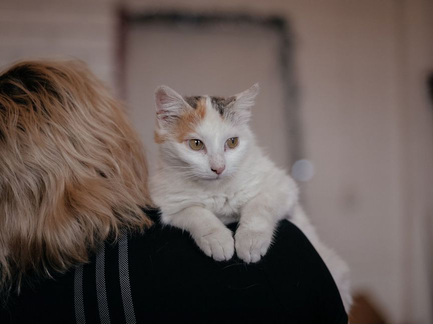 Кошка Розочка ищет дом