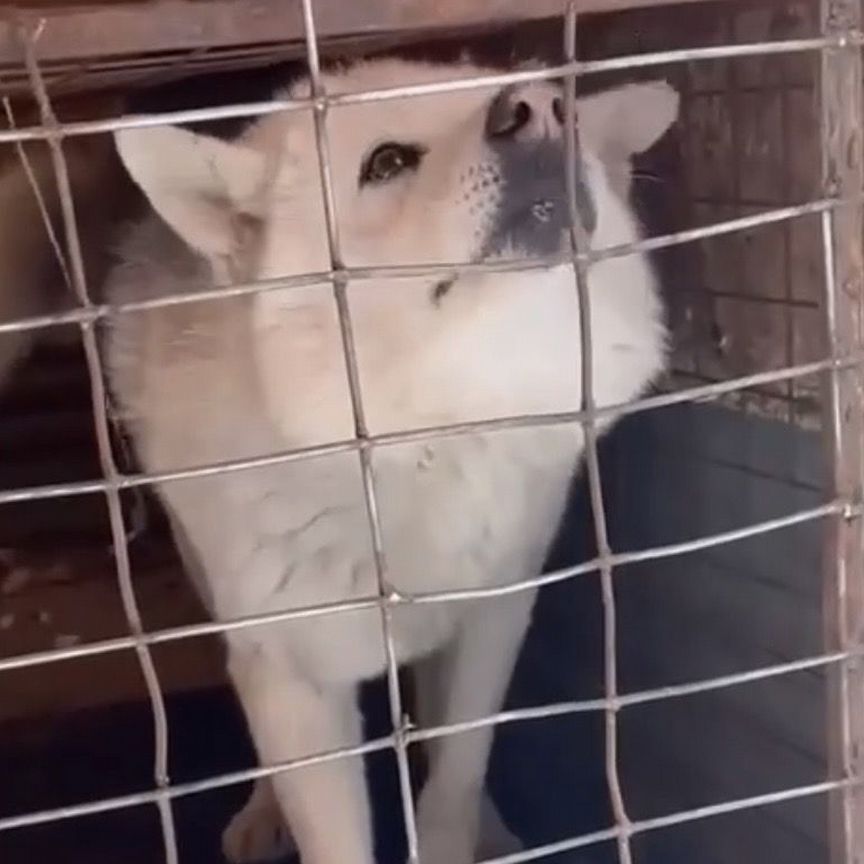 Взрослый пёс в добрые руки