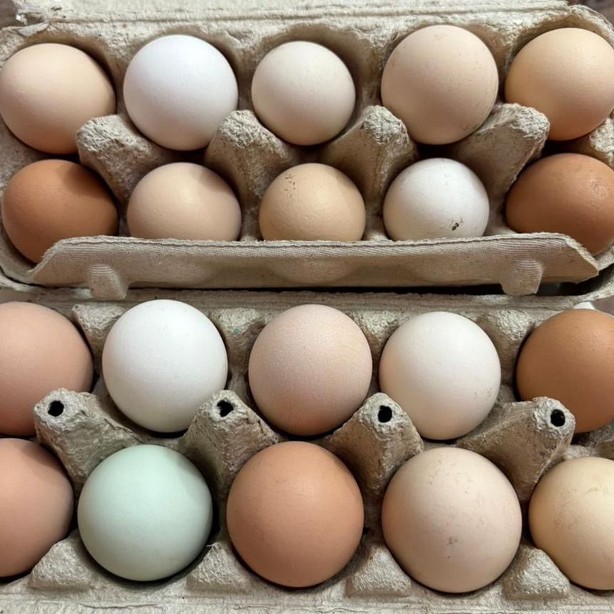 Инкубационное яйцо кур