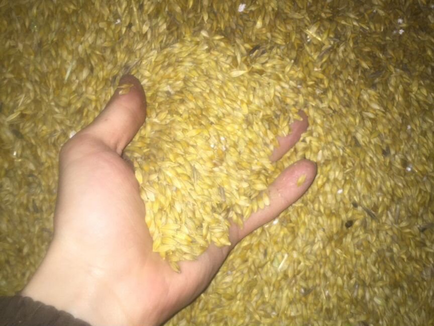 Ячмень и Пшеница