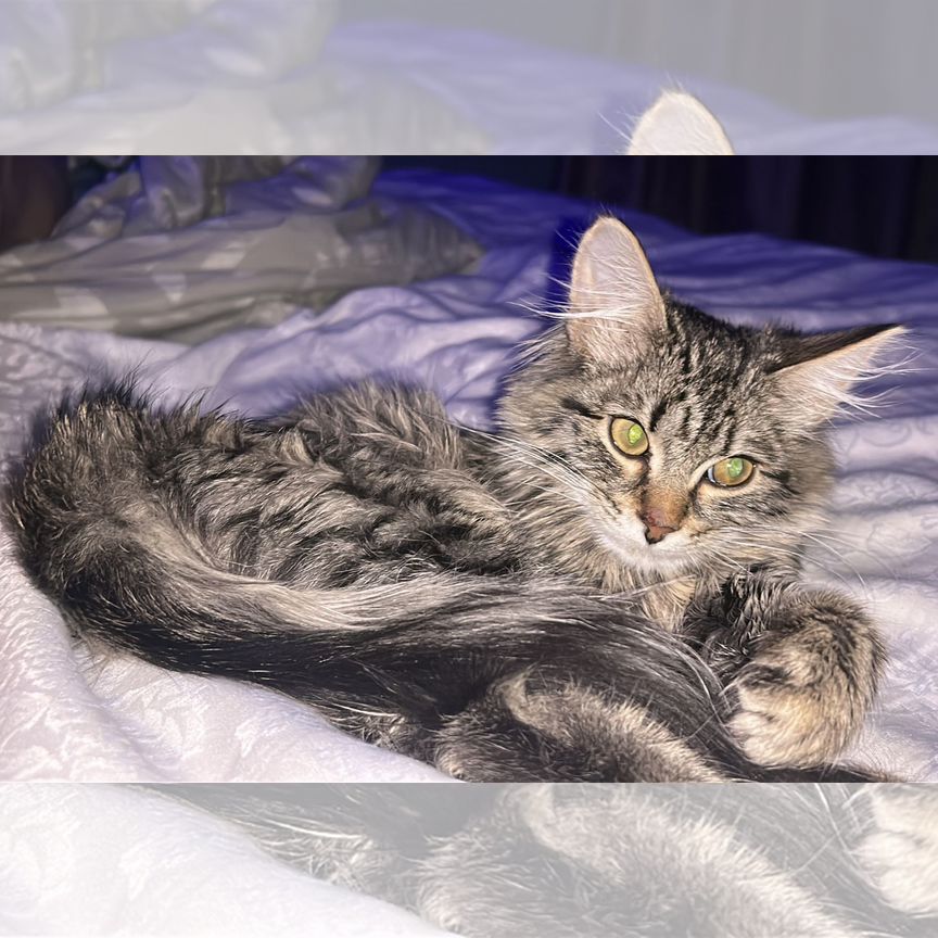 Котёнок в добрые руки