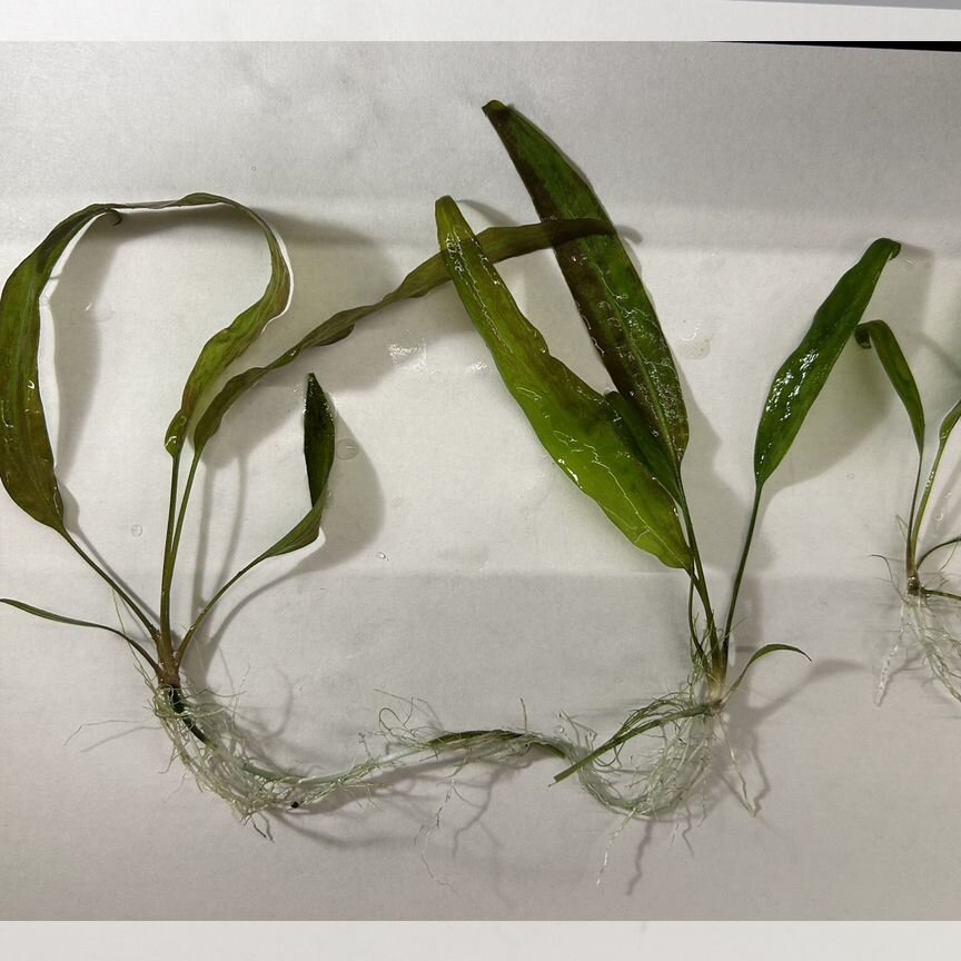 Аквариумное растение криптокарина 3 шт