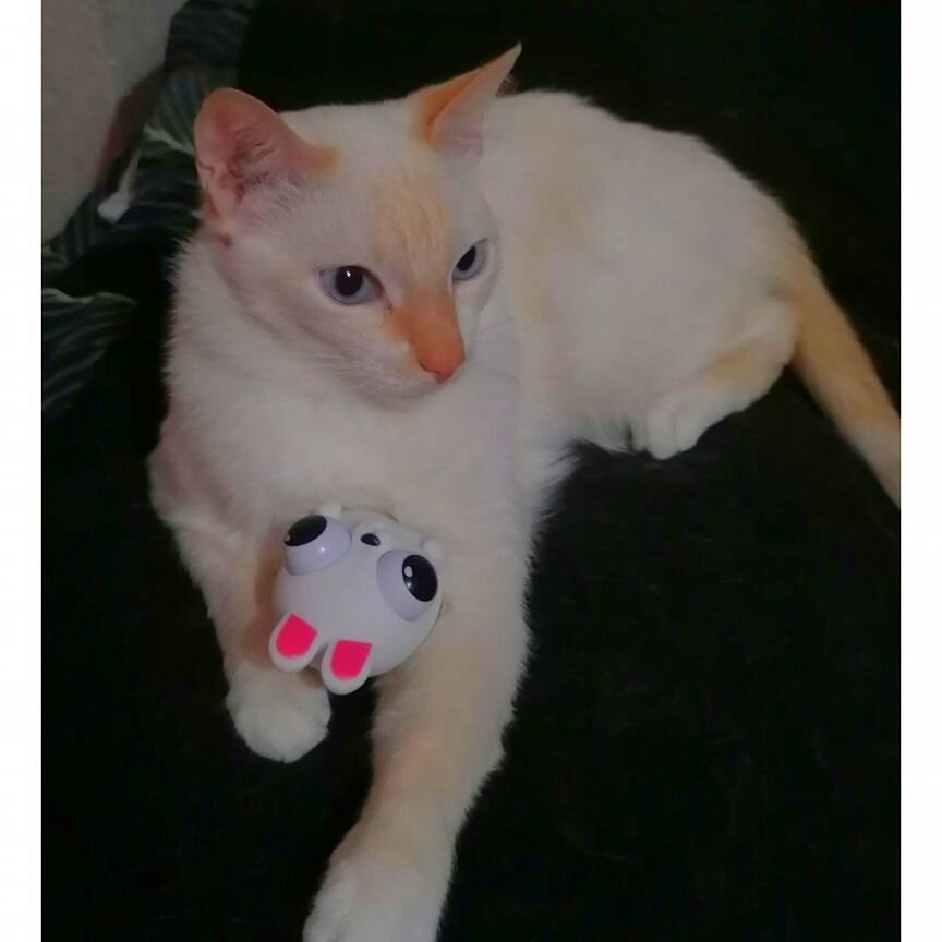 Кот ищет дом