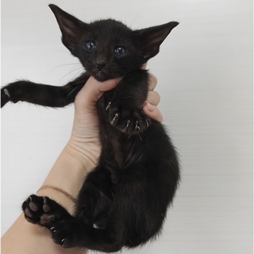 Ориентальные котята