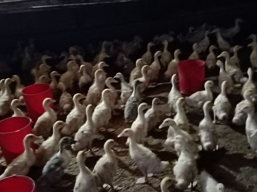 Утка подрощенная